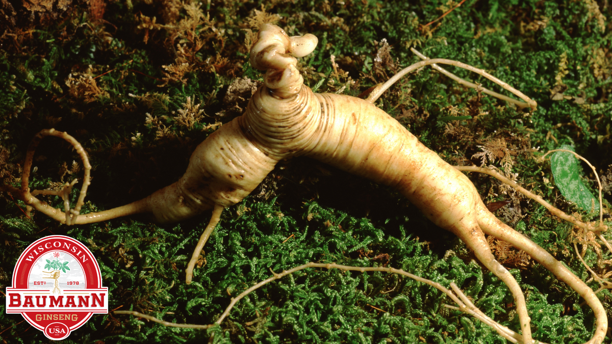 "Unlocking the Power of Ginseng: Health Benefits, Uses, and Scientific ...