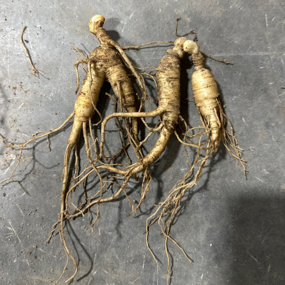American Ginseng Rootlets | Ginseng Transplant Roots, Shipping in Apri ...