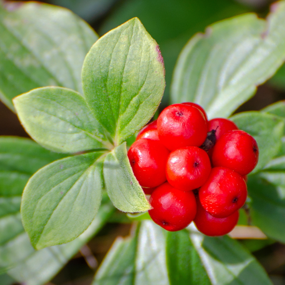 American Ginseng Seeds – Ready to Plant – Wisconsin Grown by Baumann G ...