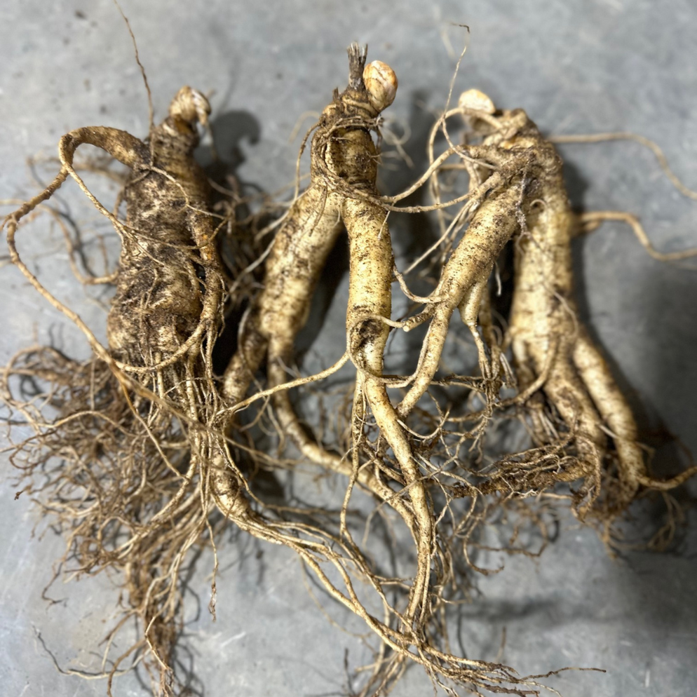 American Ginseng Rootlets | Ginseng Transplant Roots, Shipping in Apri ...